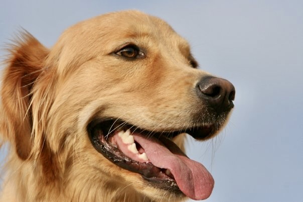 Pet Sitting & Dog Walking – Pet Services